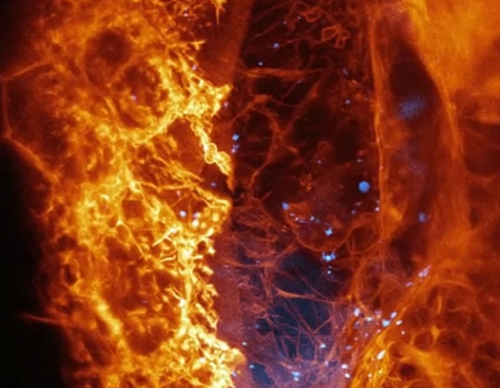 First-ever HD footage of a cell moving through the body.