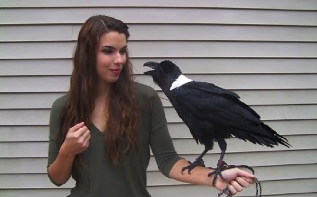 Ravens can talk.