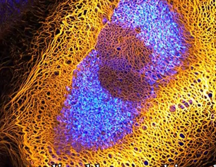 The microscopic world is truly magnificent.