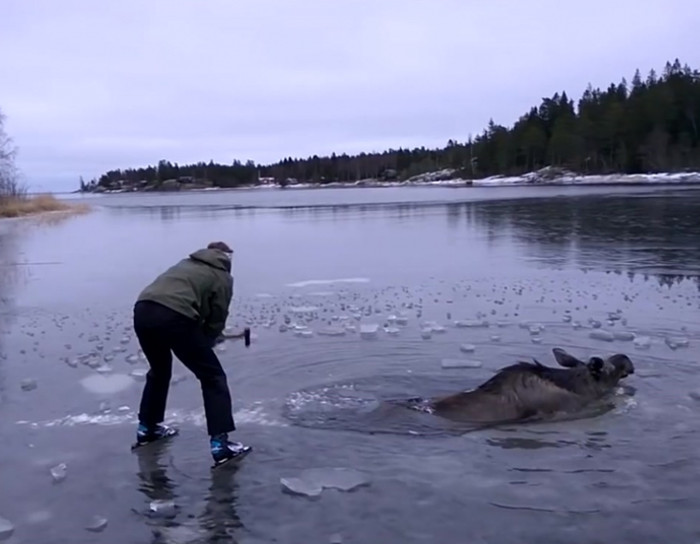 Ice skaters rescue moose trapped in frozen lake.