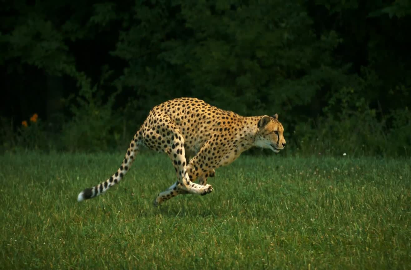 Cheetahs in slow motion.