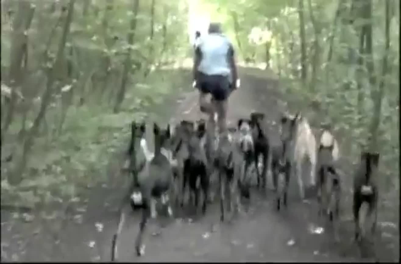 Very impressive pack leader.