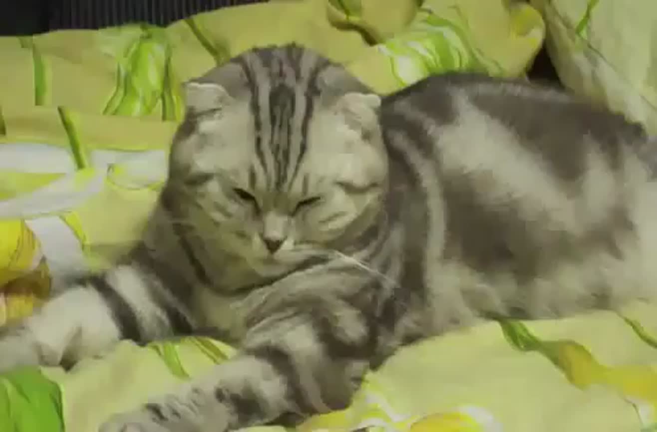Tired cat passes out.