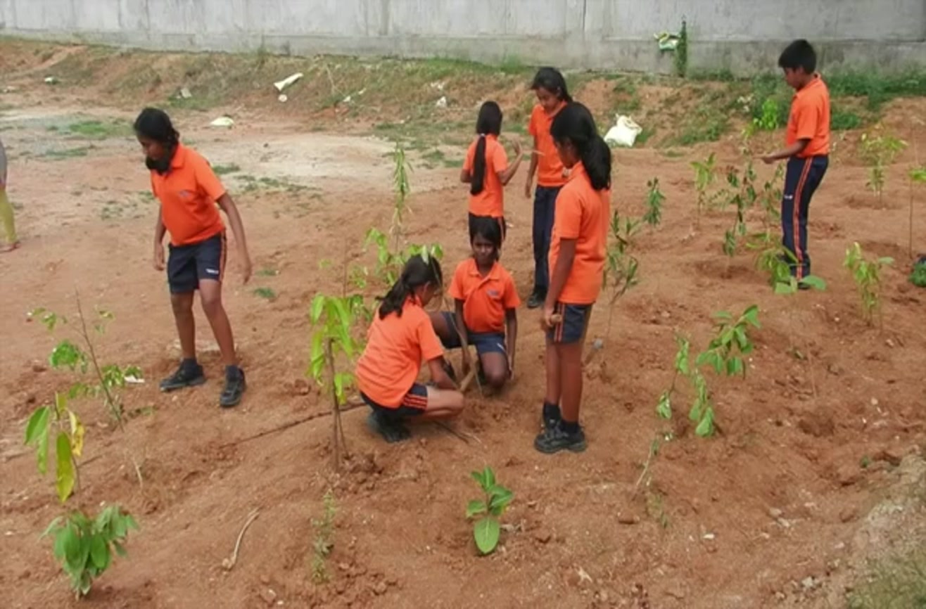 How to grow a tiny forest anywhere.