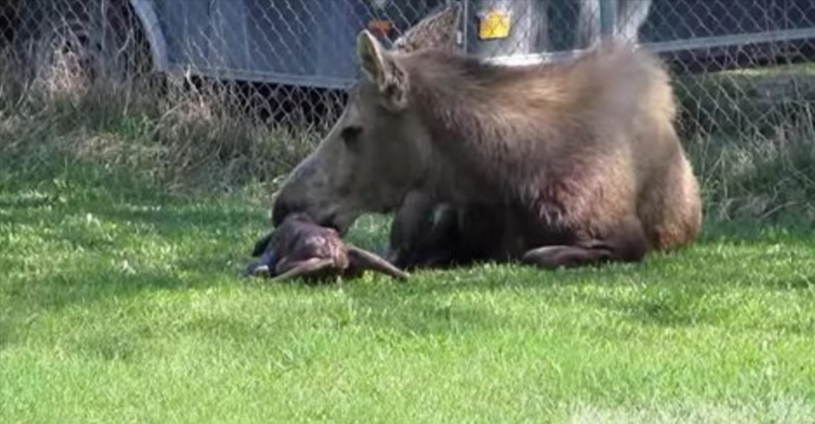 Moose unexpectedly gives birth to twins.