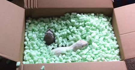 Two ferrets play in packing peanuts.