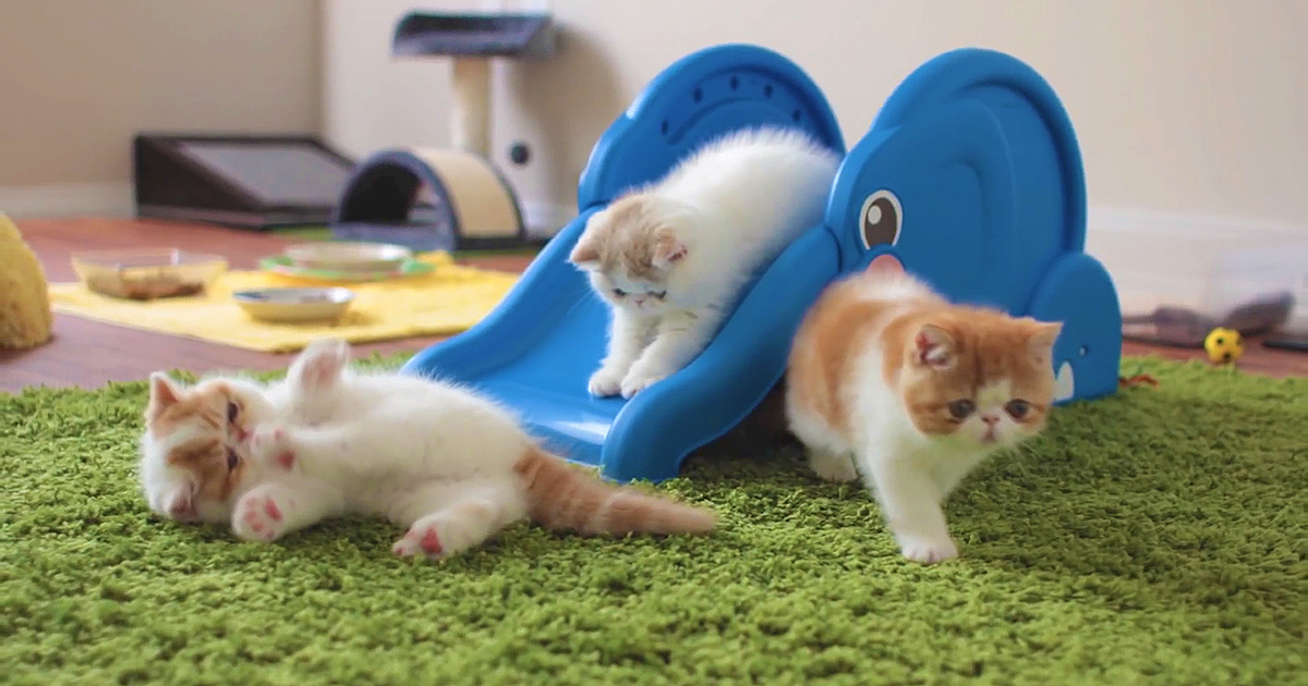 Kittens play on a slide.