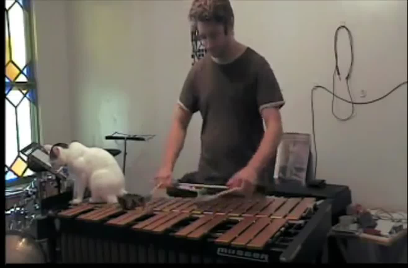 Cat really digs the vibraphone music.