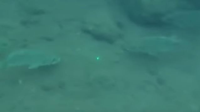 Laser pointer distracts every fish in sight.