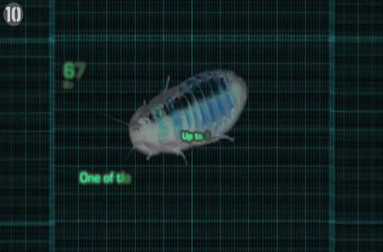 The 10 strongest insects.