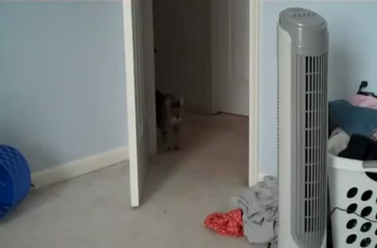 Cautious cat surprise.