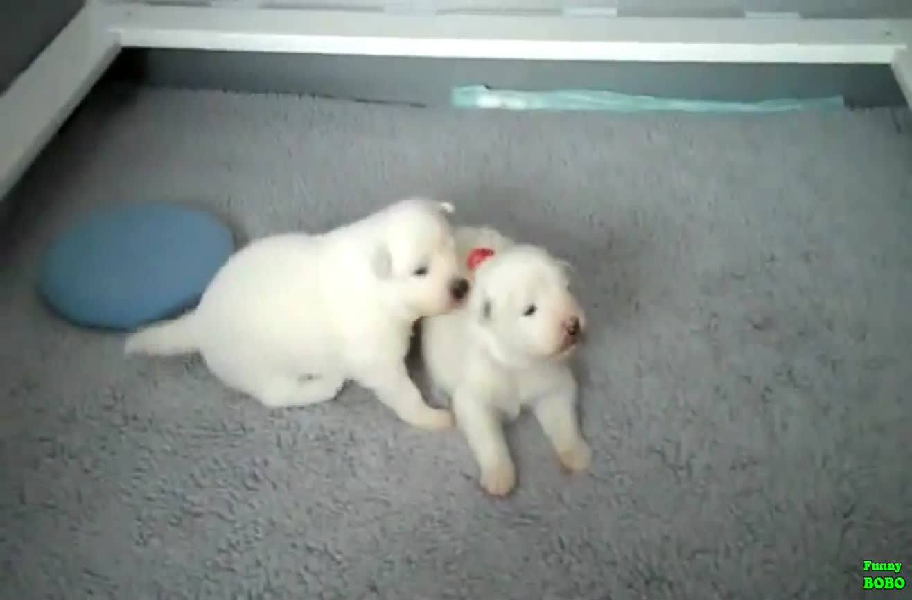 Puppies learning to walk compilation.