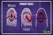 Here s How Your Fingerprints Formed 