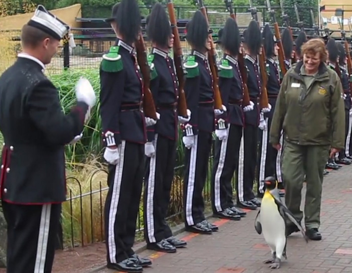 Norway's King's Guard promotes a penguin to the rank of Brigadier.