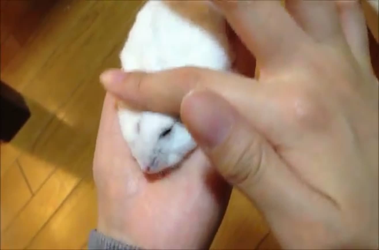 How to safely flatten a hamster.
