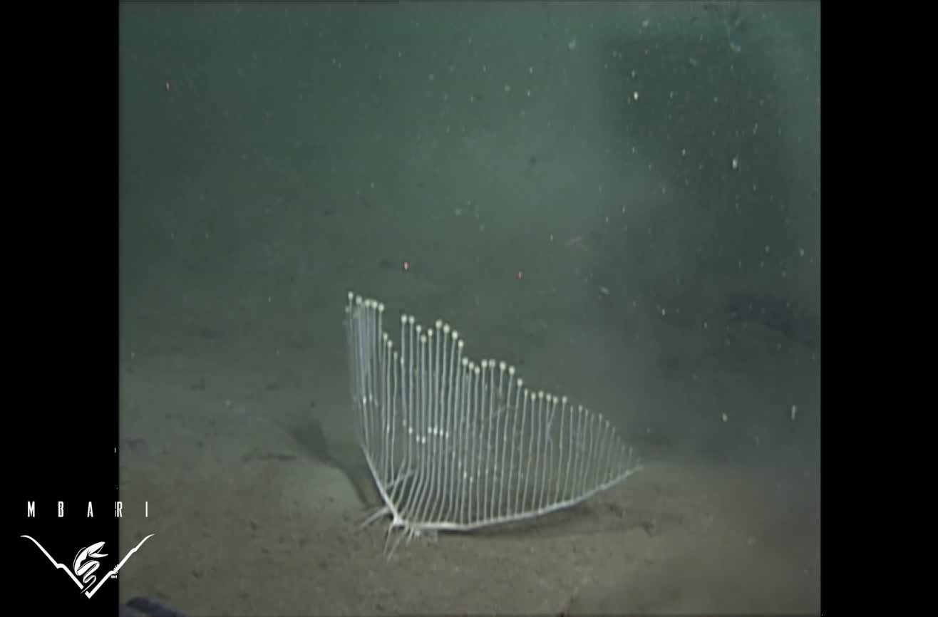 Scientists discover extraordinary new carnivorous sponge.