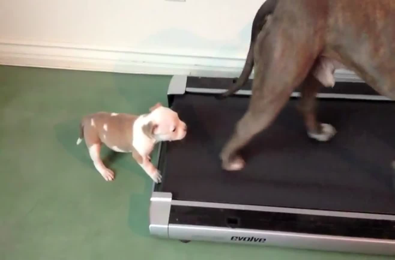 This pit bull puppy has the eye of the tiger.