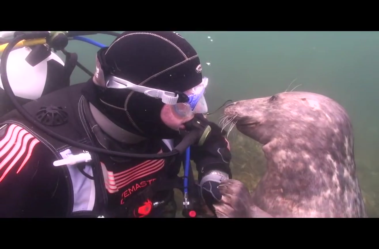 Adorable seal demands a belly rub from a diver.