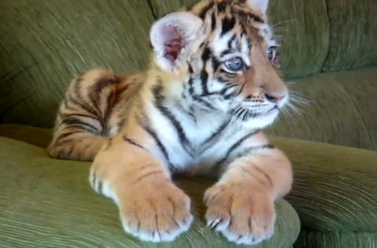 Tiger cub playing with a dog.