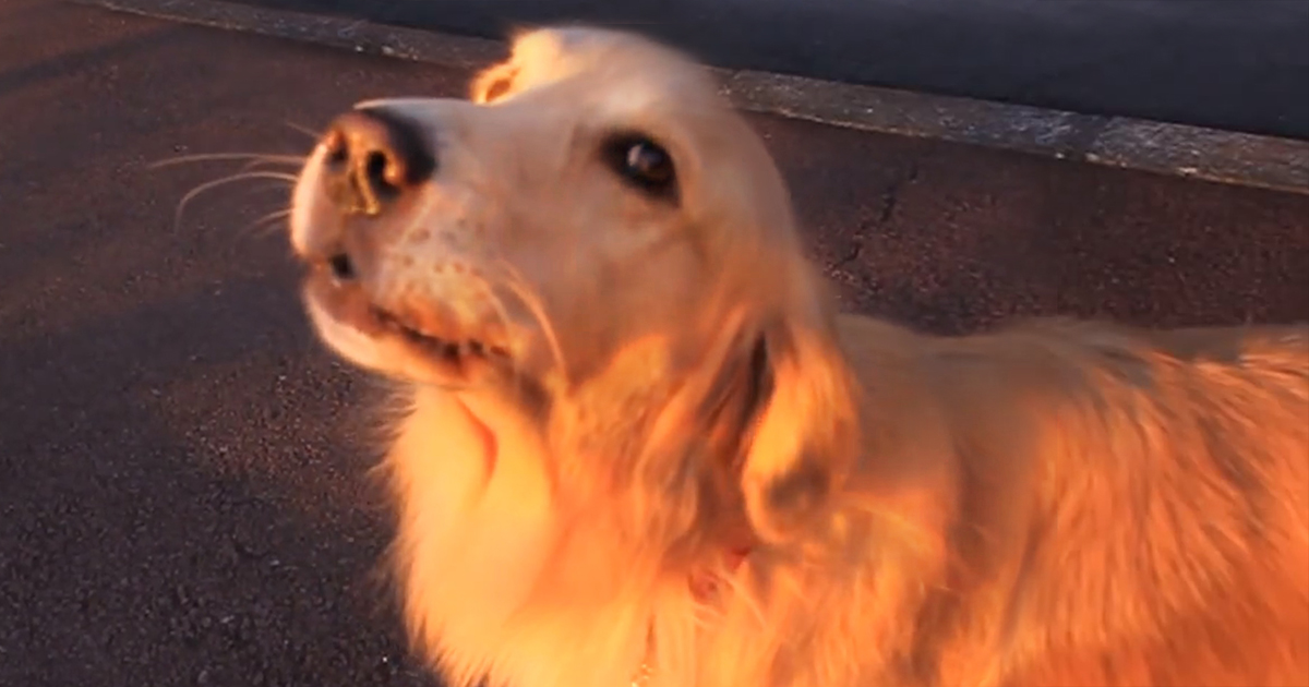 Dog imitates a siren.