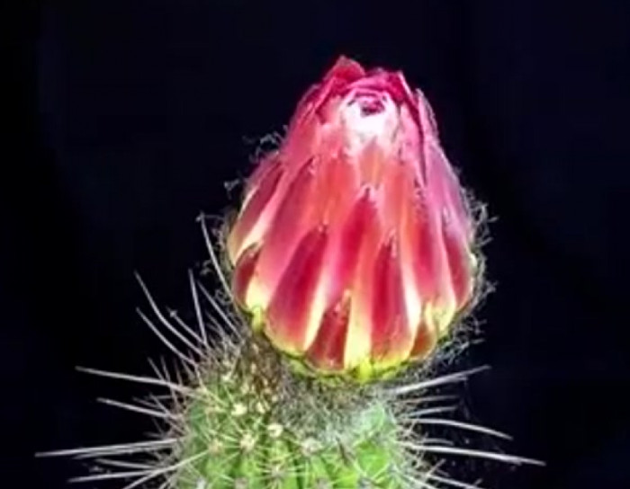 Breathtaking footage of dozens of types of cactus flowers blooming.