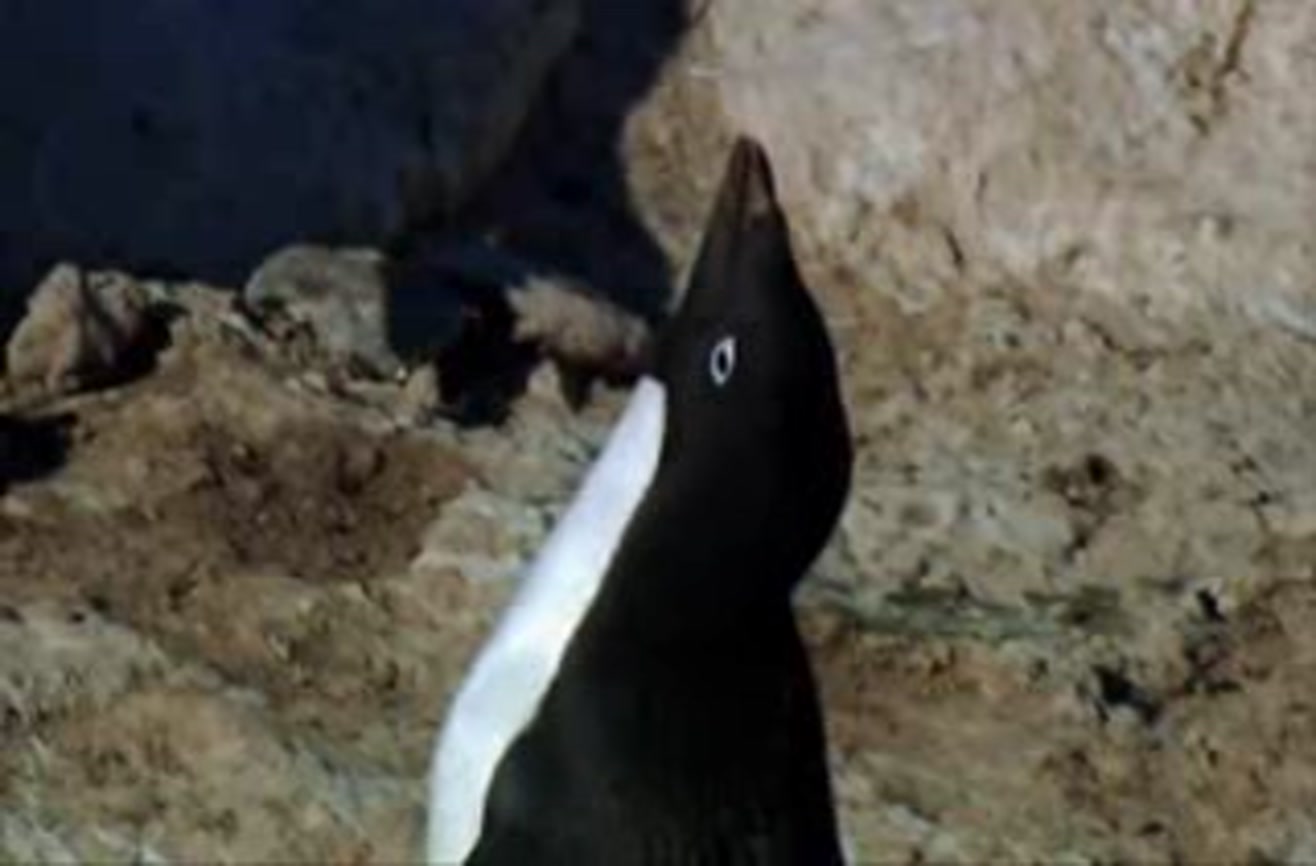 Check out this strange encounter with an insane penguin.