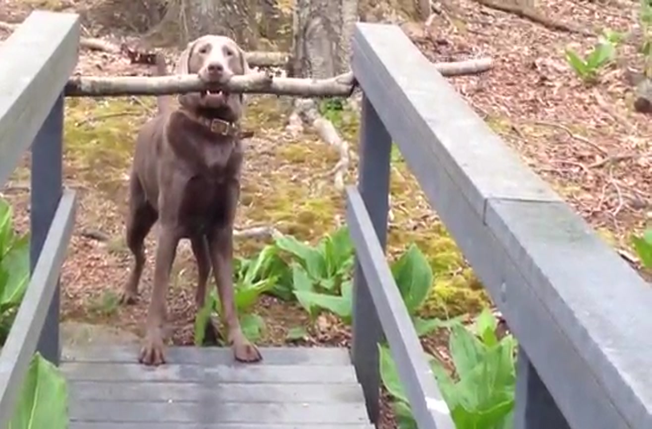 Smart dog finds a solution to a big branch problem.
