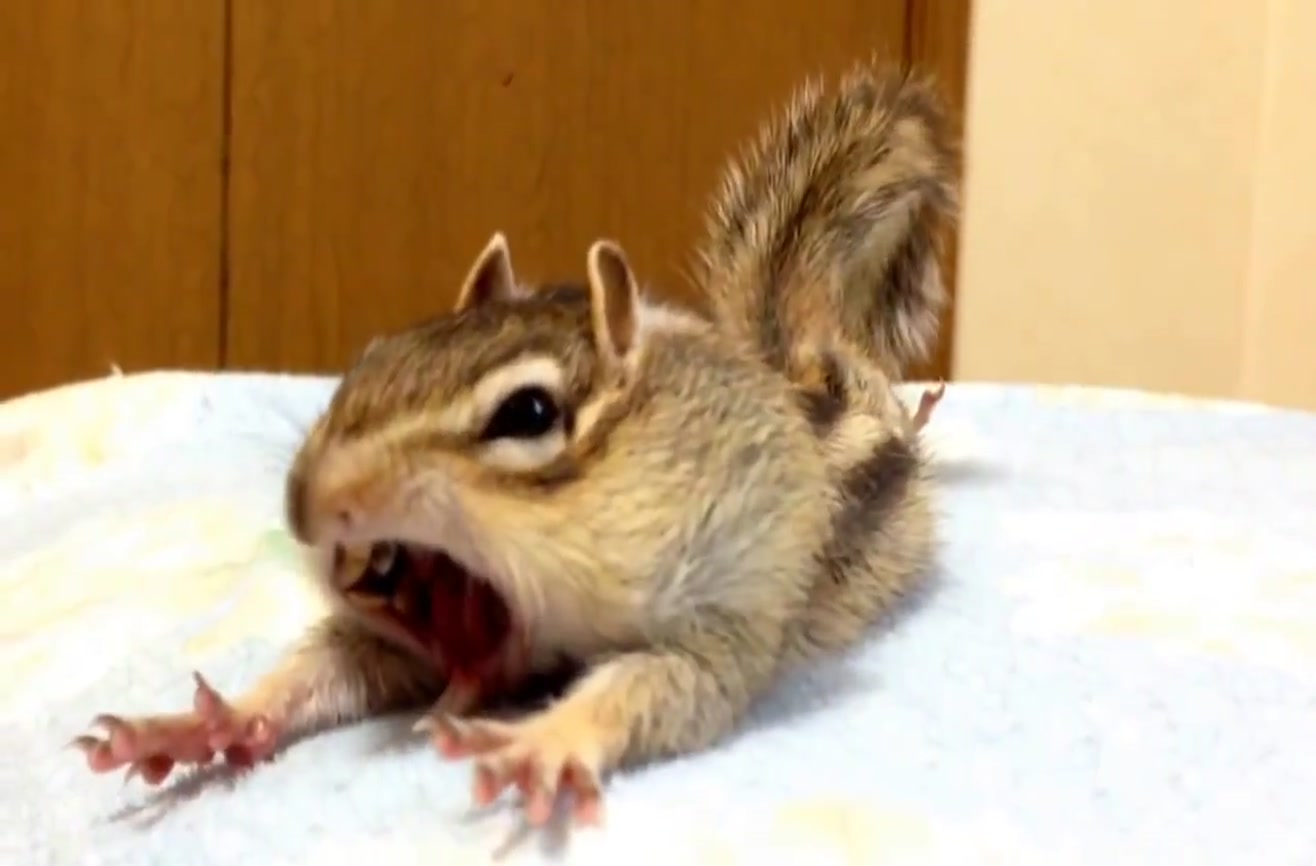 A chipmunk demonstrates the importance of a morning stretch.