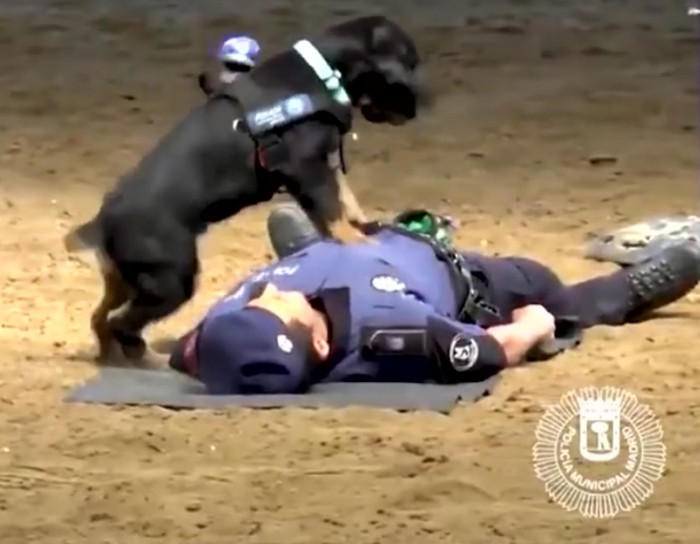 Police dog performs CPR on an officer.