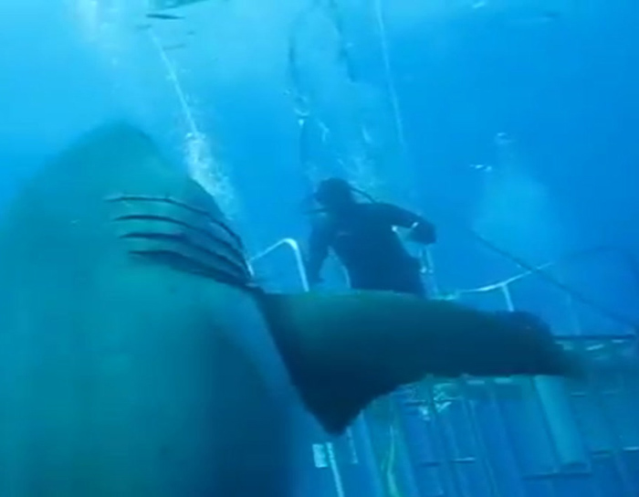 Meet Deep Blue, the "biggest shark ever filmed".