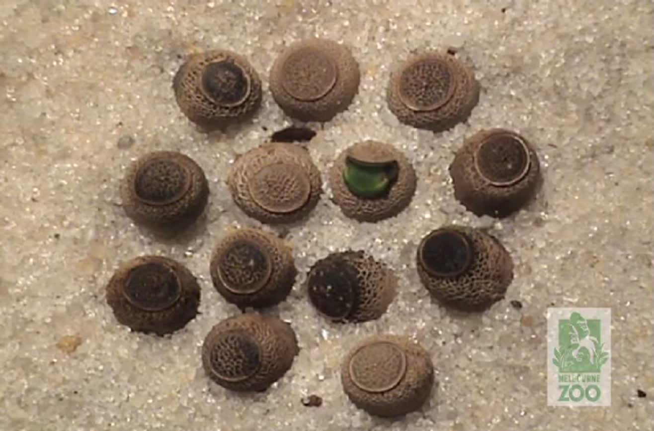 How on Earth can this newborn insect fit inside this egg?