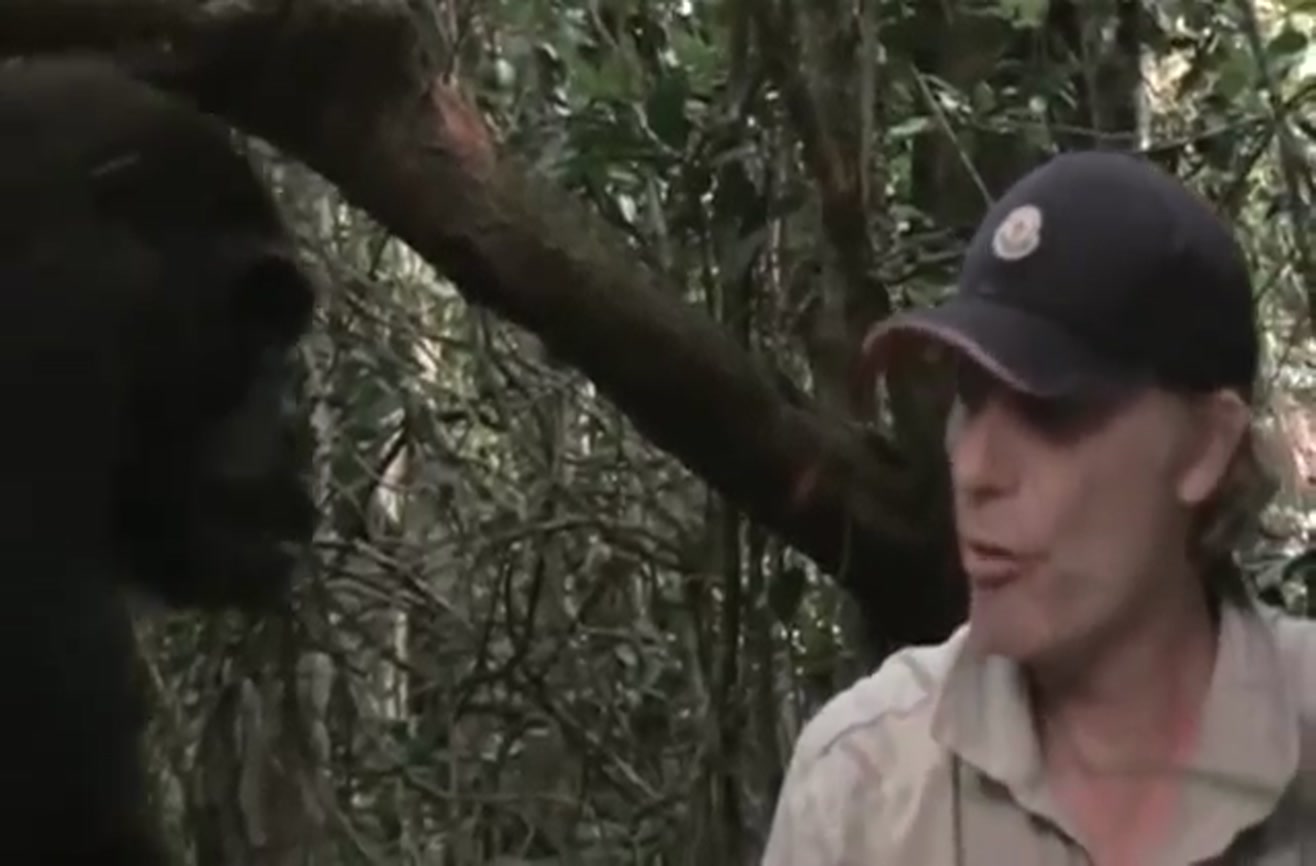 Conservationist is reunited with gorillas he raised when they were babies.