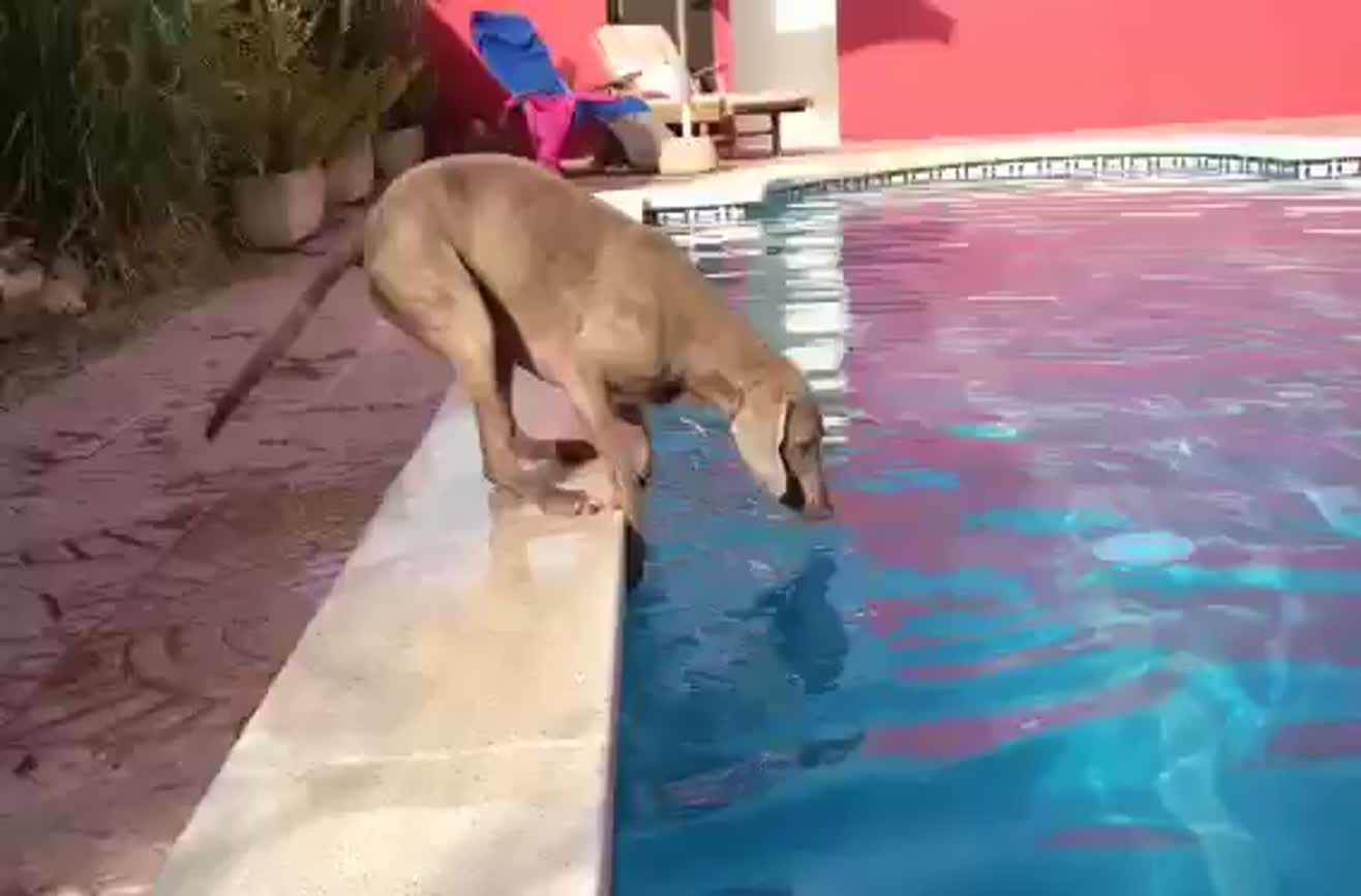 Well-trained dog struggles to retrieve his frisbee without breaking the ...