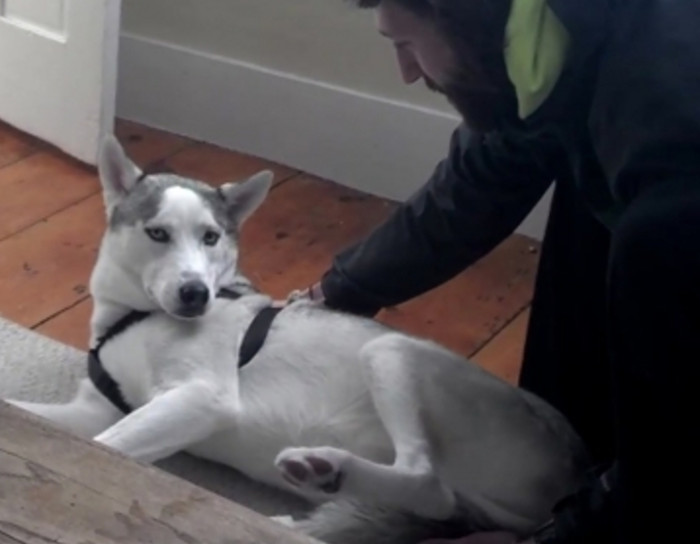 Dogs are so dramatic at life.