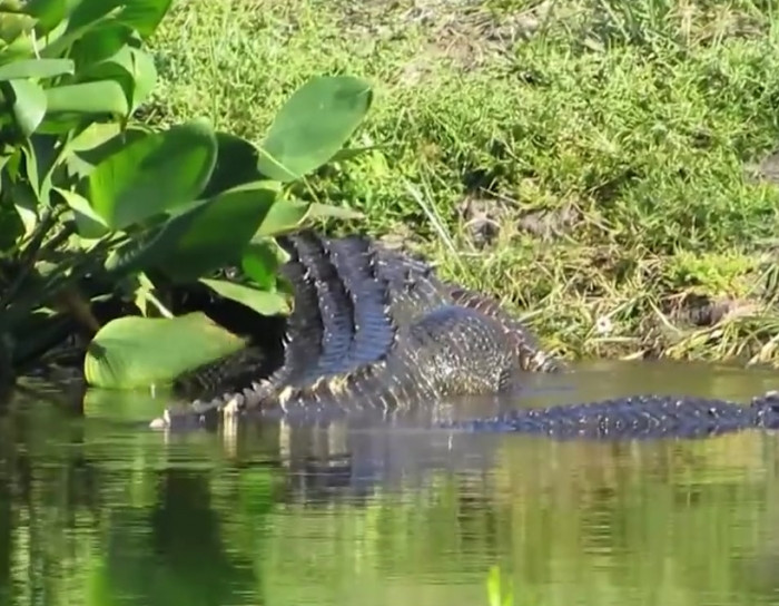 Look at the size of this alligator.