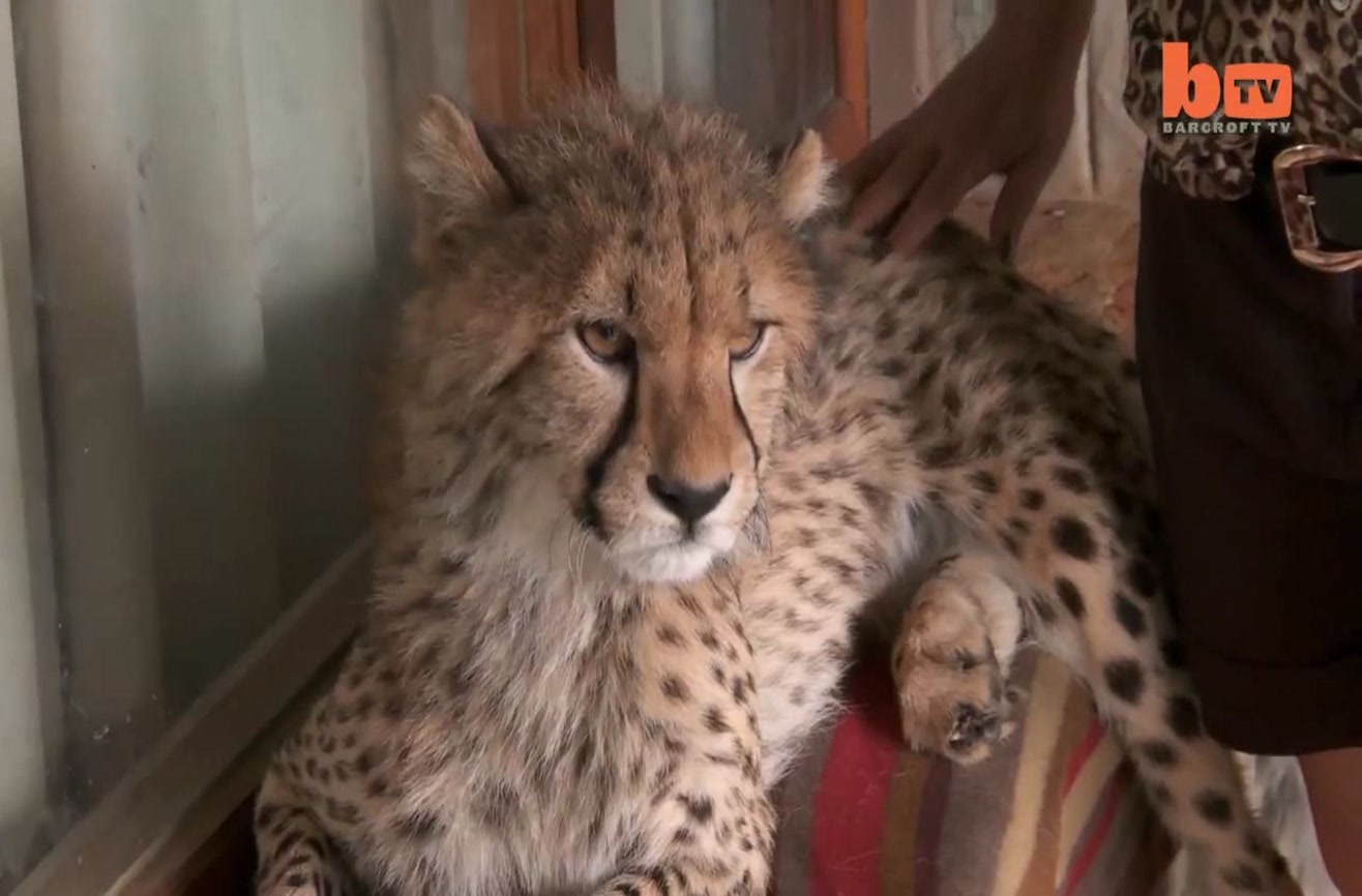 This is what happens when a cheetah is raised like a house cat.