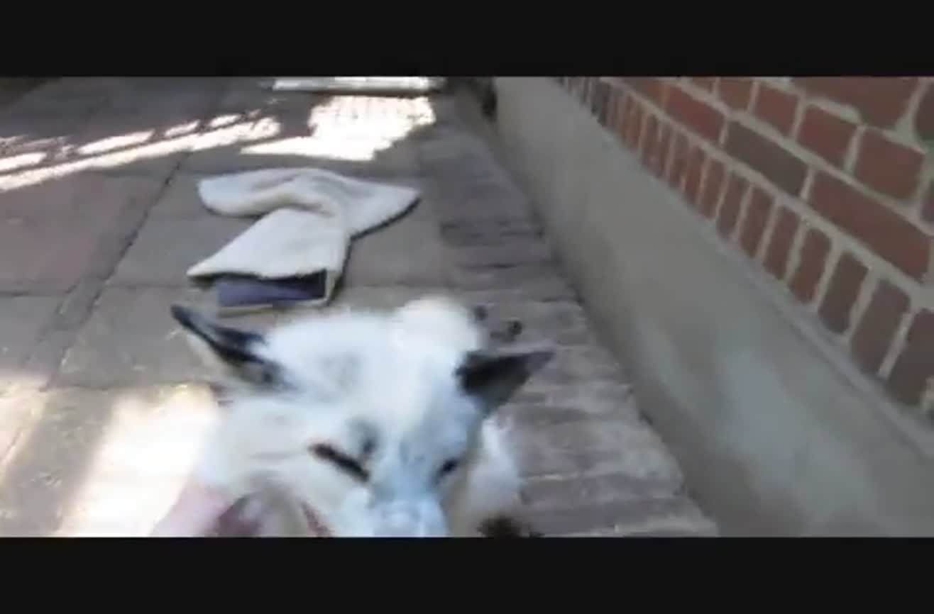 Russian domesticated foxes.