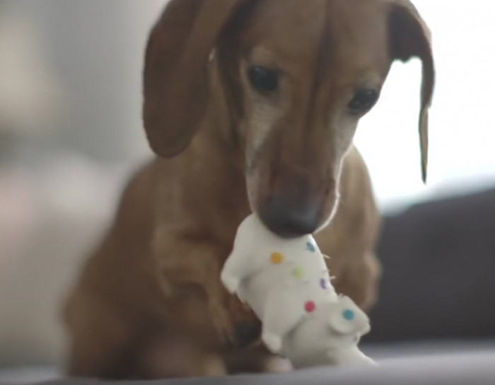 Dachshund reunites with his favorite toy.