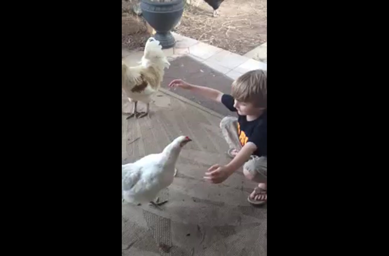 Have you hugged your chicken today?