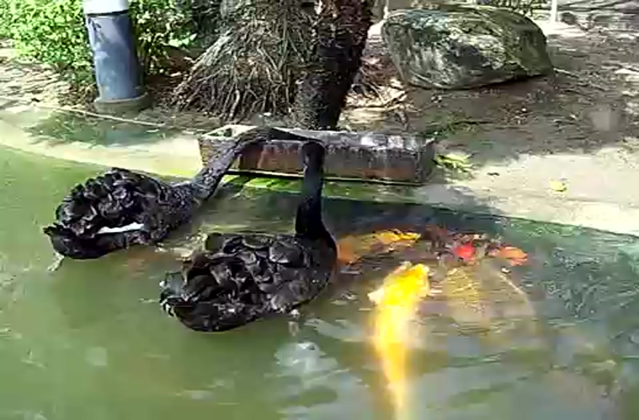 Watch gorgeous black swans feed their koi fish friends.