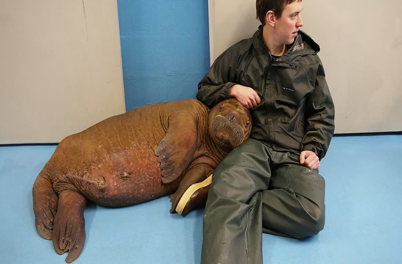 Orphaned walruses enjoy cuddling with humans.