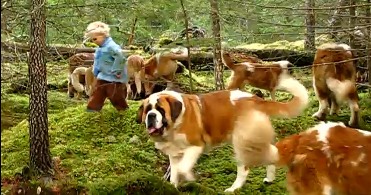Out for a walk with 42 Saint Bernards.