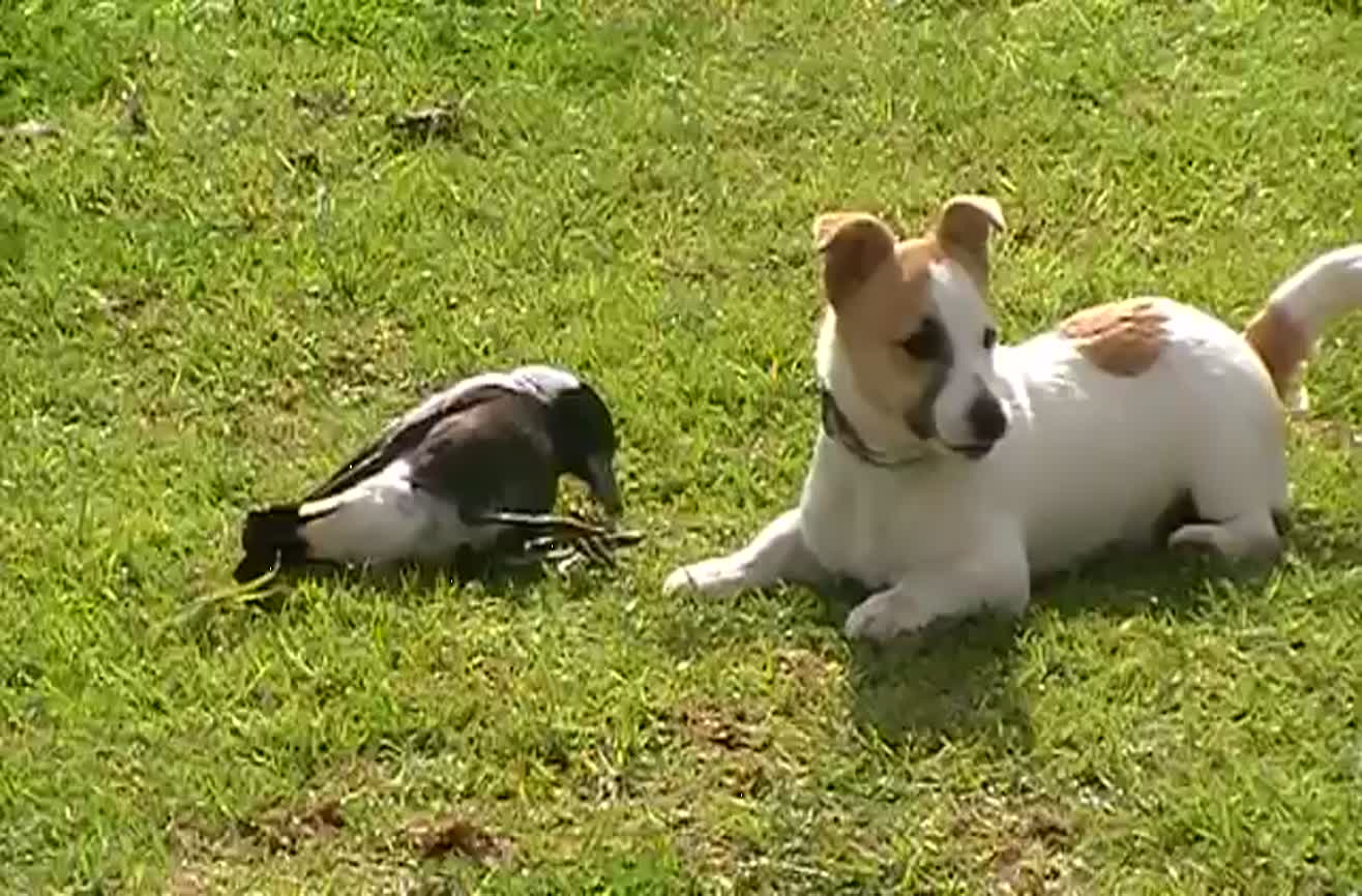 Magpie plays with a dog.