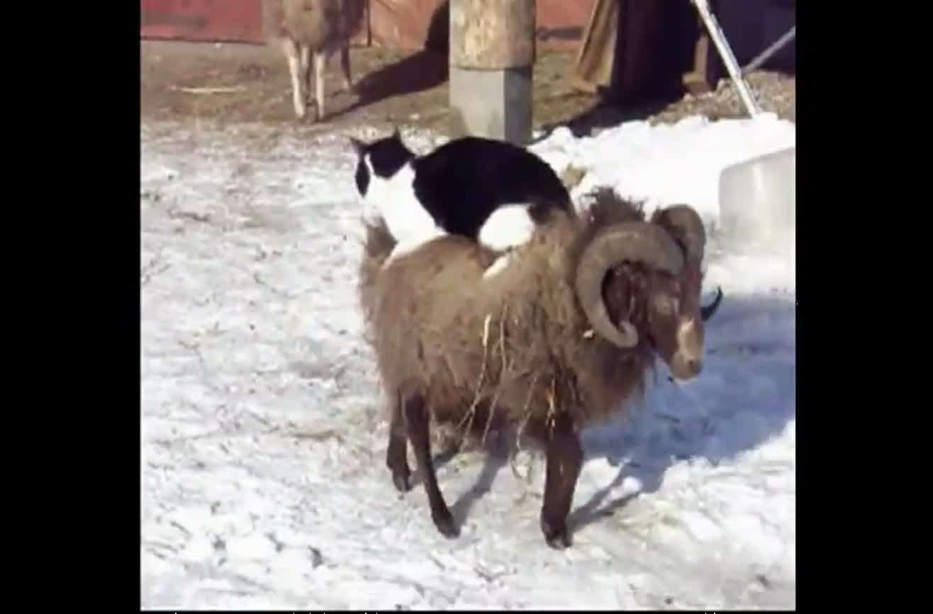 Just a cat on top of a sheep...