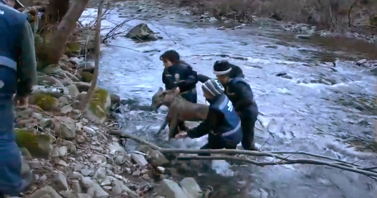 Rescue of a wounded, malnourished wolf.