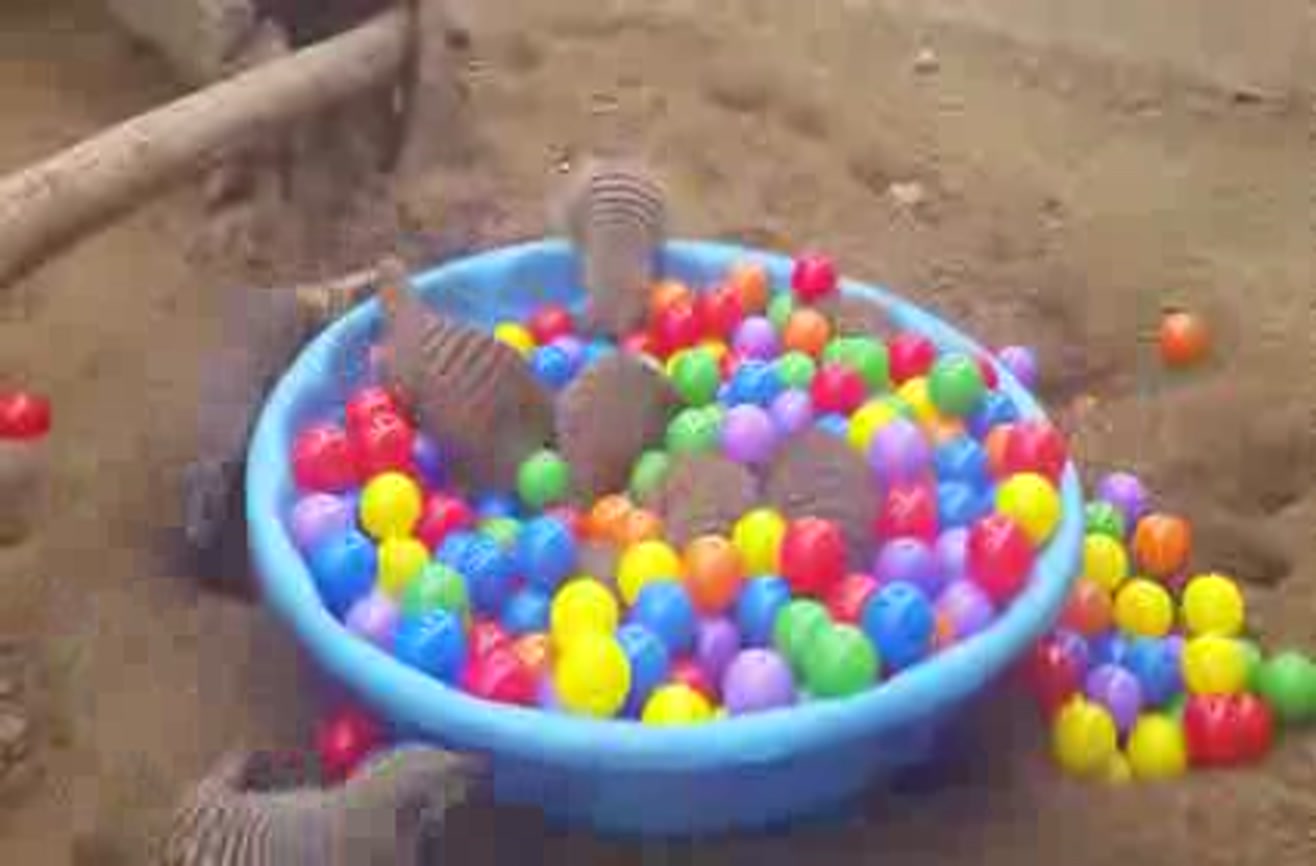 Mongooses go wild playing in ball pit.