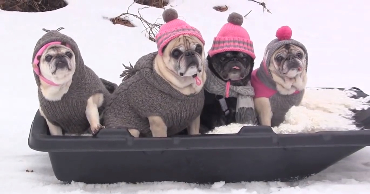 A family of pugs go sledding...