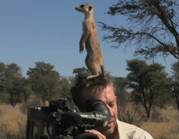 Meerkats are so used to humans that they consider them part of the ...