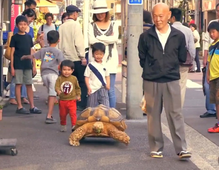 A man in Japan takes his pet tortoise for a walk.