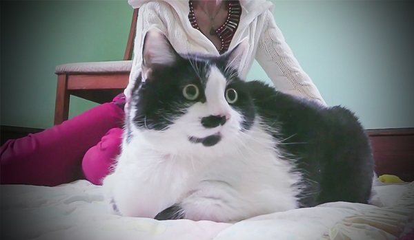 This 32-pound cat could be the fattest cat in the country.